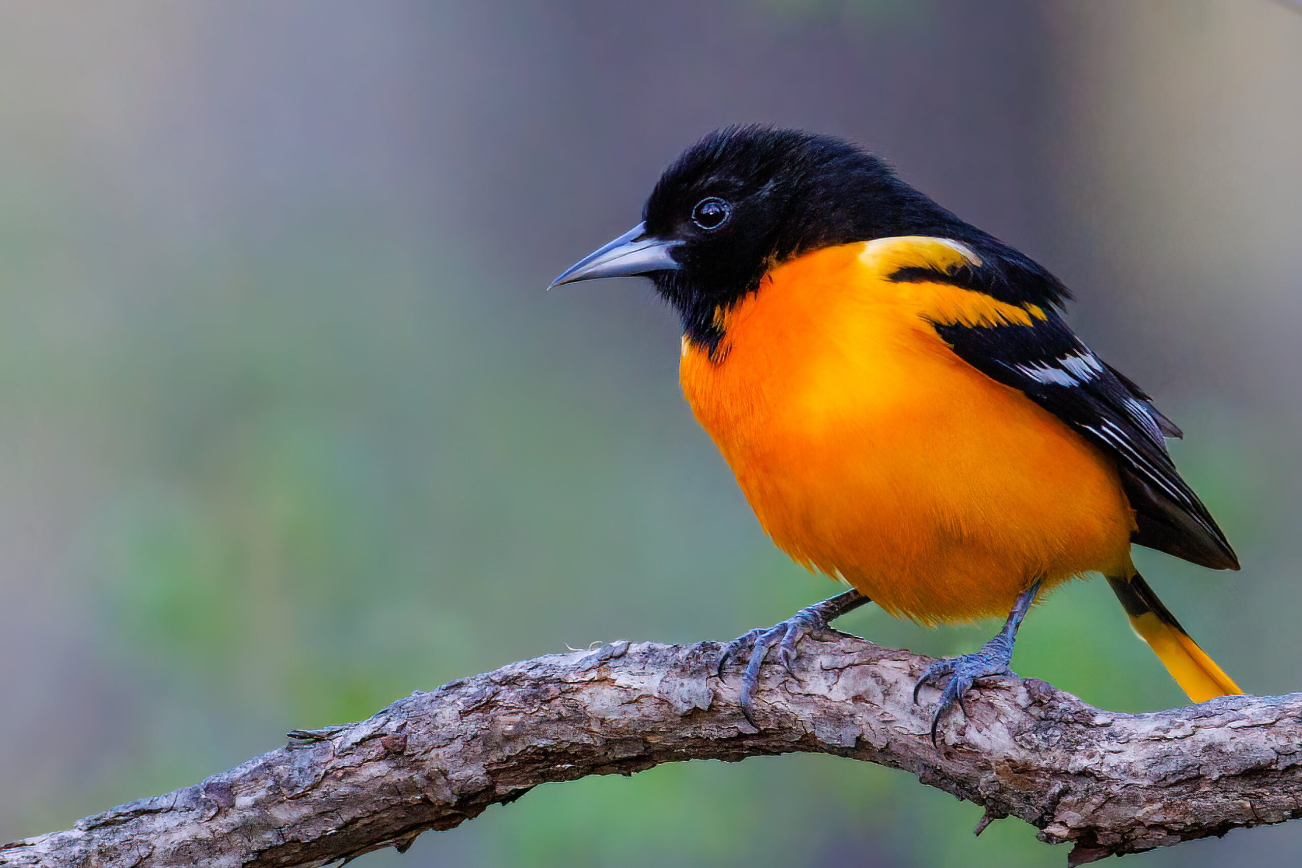 The Meaning of Seeing an Oriole: A Symbol of Hope and Joy ...