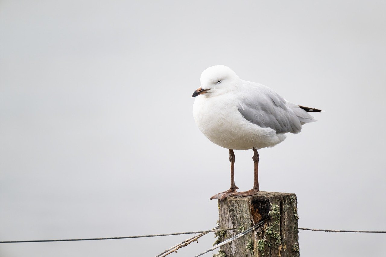 Seagull Meaning: Unlocking the Symbolism of Seagulls - birdmeanings.com