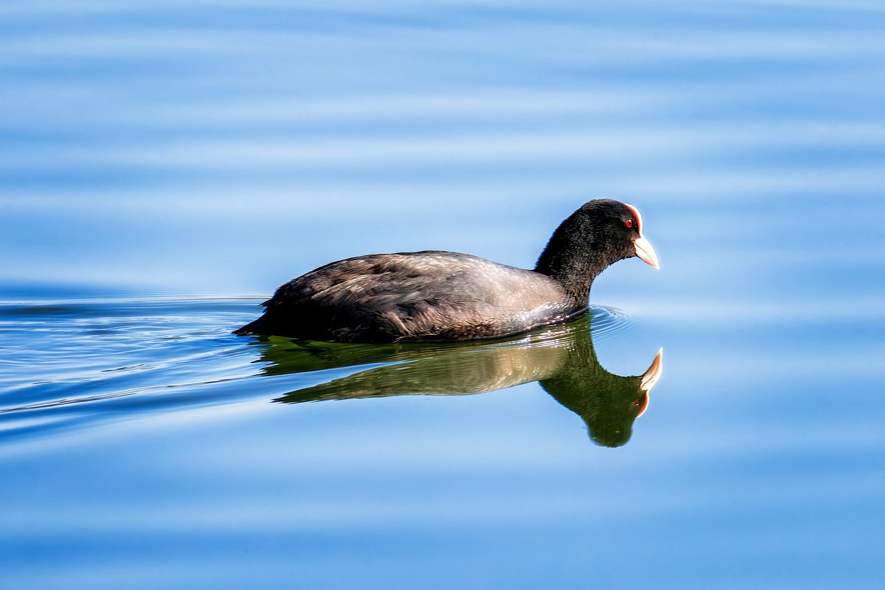 The Meaning Behind Seeing an American Coot - birdmeanings.com