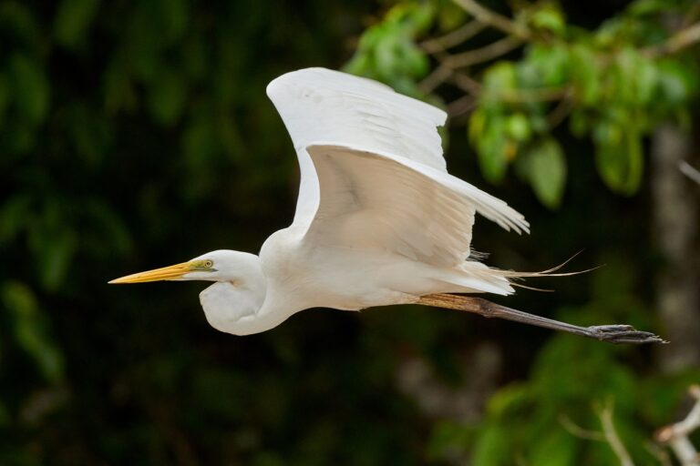 Egret Meaning: Unlocking the Symbolism Behind the Graceful Bird ...