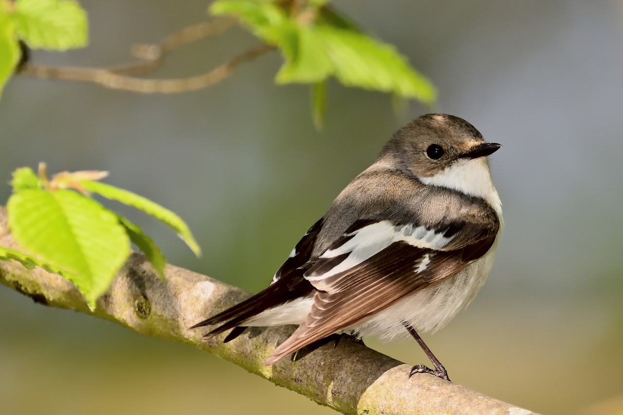 Flycatcher Symbolism and Meaning: Exploring the Spiritual Significance ...