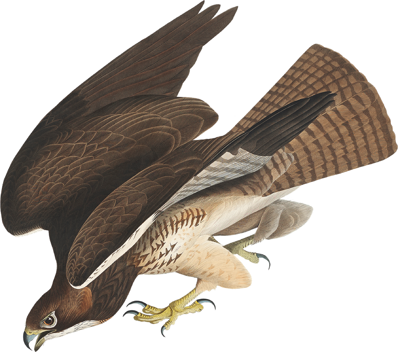 The Spiritual Significance of the Cooper's Hawk: A Deep Dive into Its ...